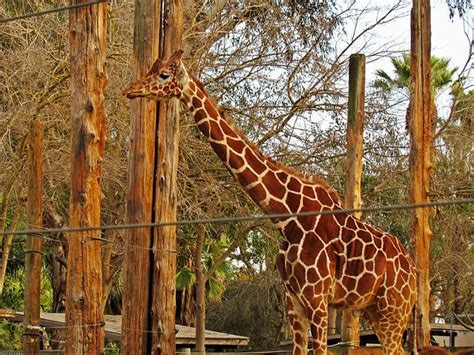 30 Best And Fun Things To Do In Fresno Ca Attractions And Activities