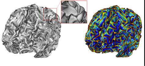 Left Cortical Surface Modelled By A Triangulated Mesh Right Mean Download Scientific Diagram