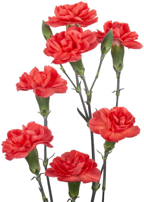 Mini Carnations Colors At Samantha Mcgavin Blog