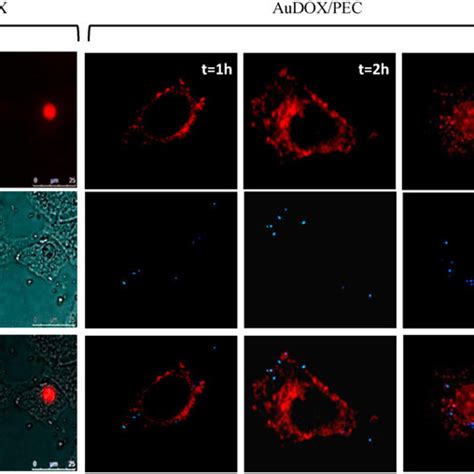 A Absorption And Fluorescence Spectra Of 10 −5 M Doxorubicin In