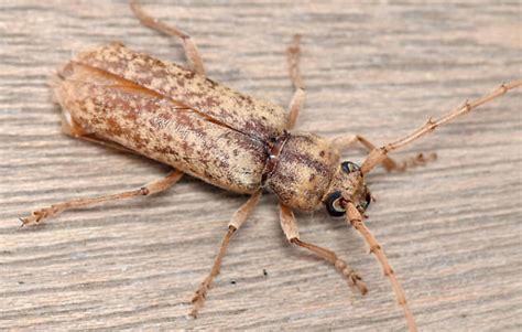 Red Oak Borer Enaphalodes Rufulus Bugguidenet