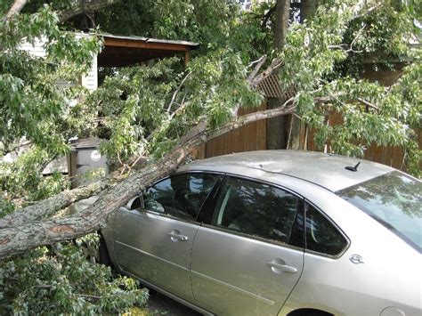 Tree Removal Cleveland Tree Service Tree Trimming