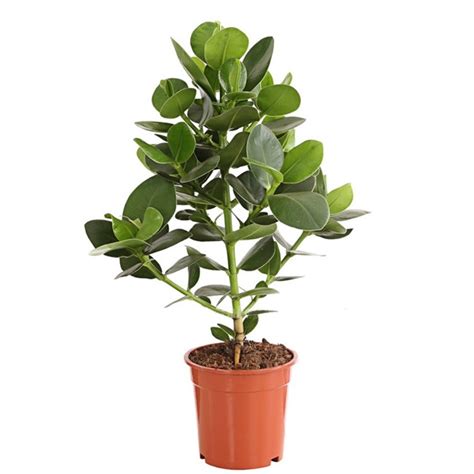 Купить Клузия Росеа Принцесс с доставкой по Москве и области!