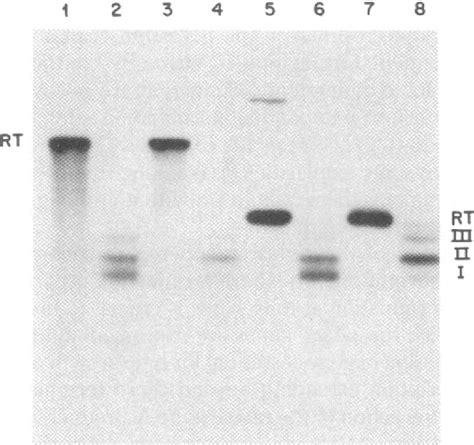 Figure 2 From Transcription Terminates At Atr 1 In Three Clusters In Vitro Transcription P