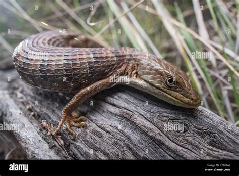 A Southern Alligator Lizard Elgaria Multicarinata From Mt Madonna