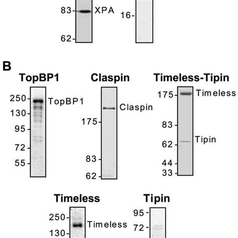 Purification Of Atr Chk1 Pathway Checkpoint Proteins Recombinant Forms