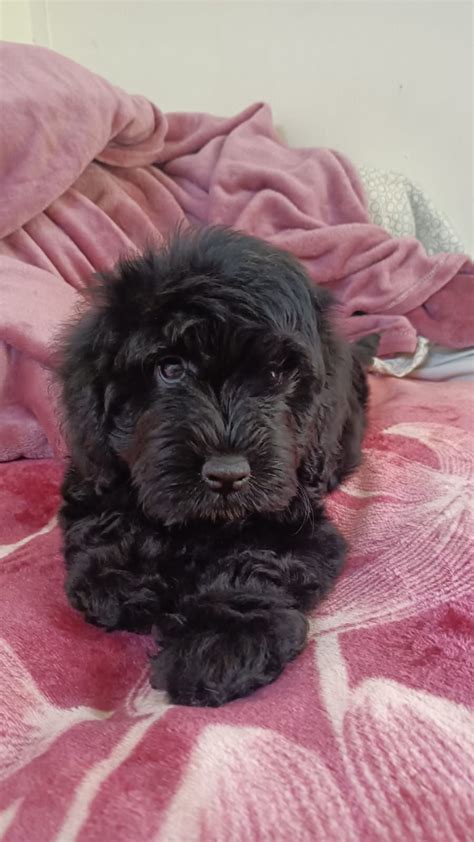 Cavapoo Puppy Petholicks
