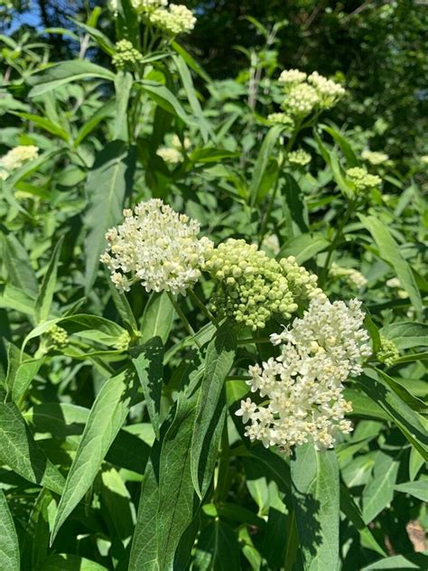 Asclepias Perennis White Swamp Milkweed Ice Ballet Monarch Butterfly