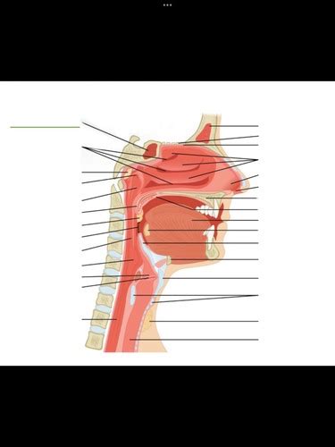 Anatomy Of Nose Pharynx Mouth Larynx Flashcards Quizlet