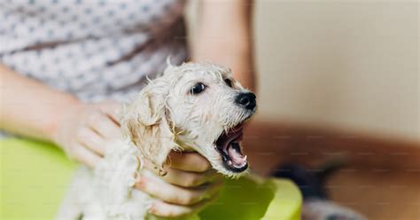 목욕을 하는 흰 난쟁이 푸들의 사랑스럽고 재미있는 강아지 선택적 초점 홈 실내 촬영 사진 Unsplash의 짖는 개 이미지