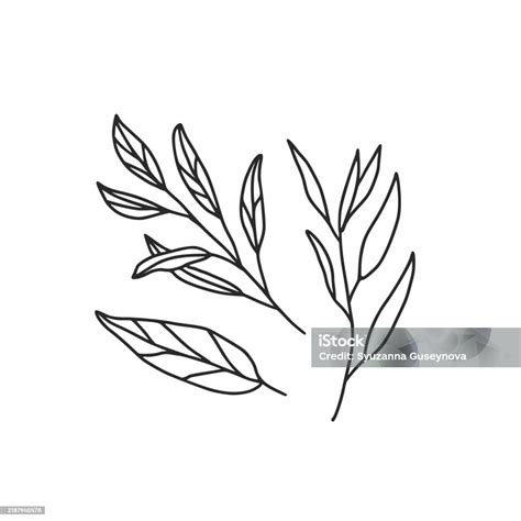 세이지와 타라곤 가지가 녹색으로 낙서합니다 의학 허브 벡터 손으로 그린 그림 절연 통하고 있는 백색 배경 건강한 식생활에 대한