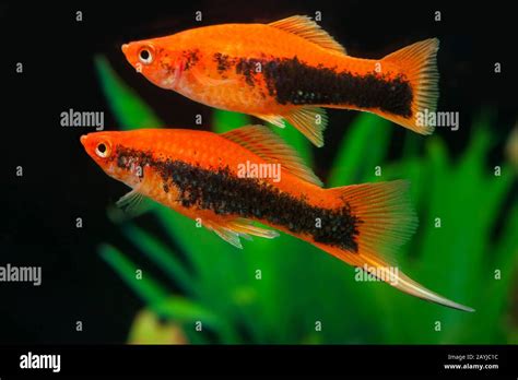 Green Swordtail Xiphophorus Helleri Breeding Form Tuxedo Pair Stock