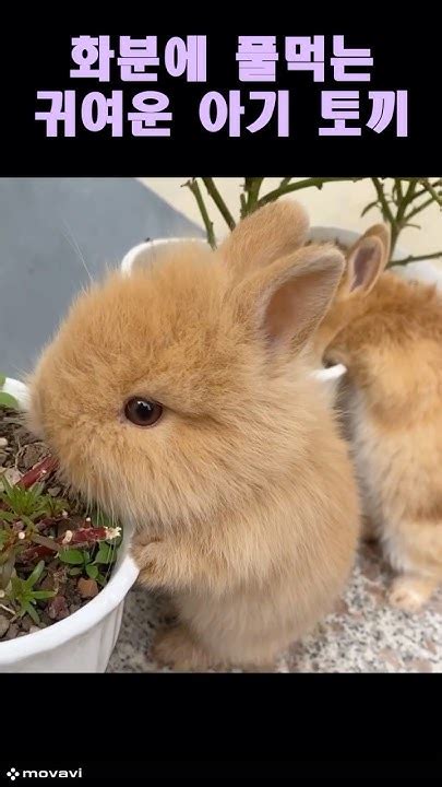 밥먹는 귀여운 아기토끼~ Youtube