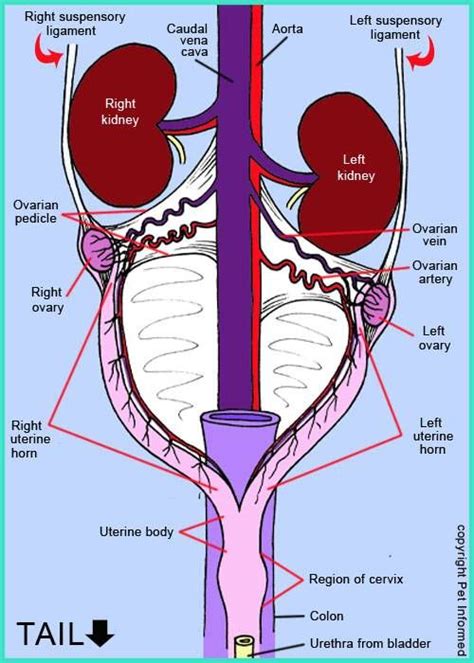 Female Dog Reproductive System