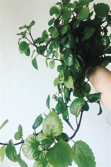 Planta Del Dinero Cuidados Planta Del Dinero Plectranthus Australis