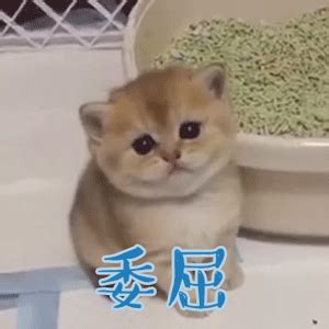 学插画自学还是报班有好的课程推荐吗 知乎