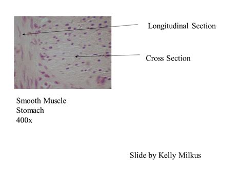 Smooth Muscle Tissue Slide 400x