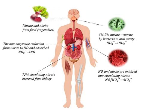 What Are Nitrates