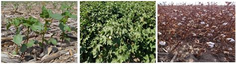 Irrigation Water Management And Productivity Of Cotton A Review