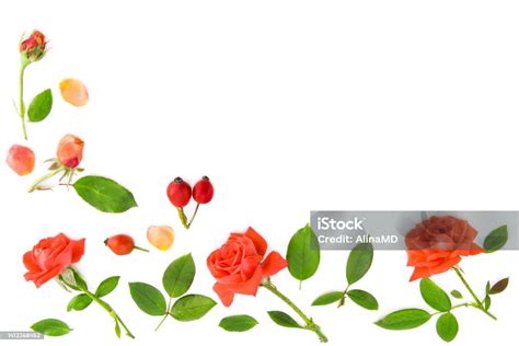 흰색에 고립 된 주홍색 장미와 꽃잎의 패턴 텍스트를위한 여유 공간 0명에 대한 스톡 사진 및 기타 이미지 0명 가득 찬