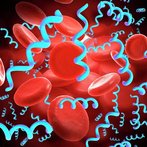 Spirillum Microscope