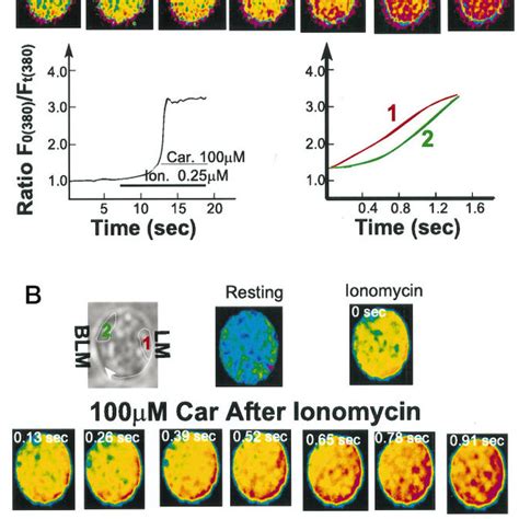 Serca Pump Activity Regulates Initiation Site And Rate Of Ca 2 Release