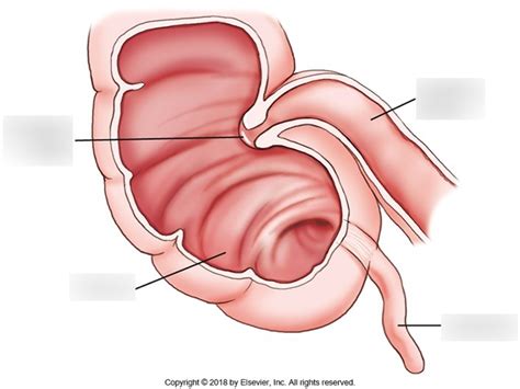 Cecum And Terminal Ileum Diagram Quizlet