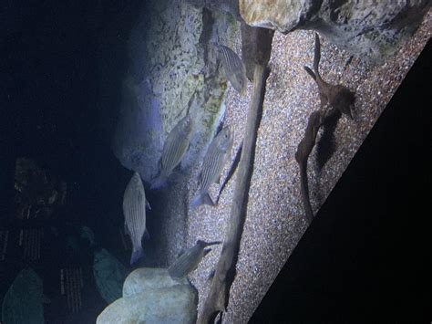 Underwater Object Detection Classification Dataset And Pre Trained