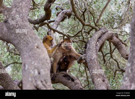 The Barbary Macaque Population In Gibraltar Is The Only Wild Monkey