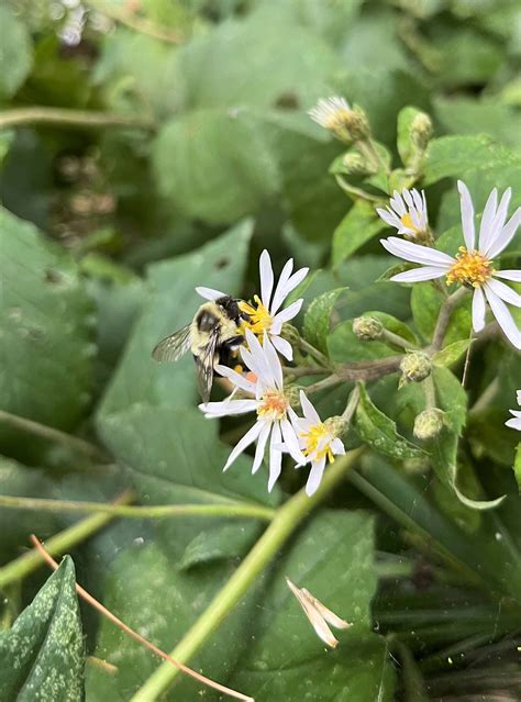 Big Leaf Aster Aster Macrophyllus 3 Pack Of Pots — Blazing Star Gardens