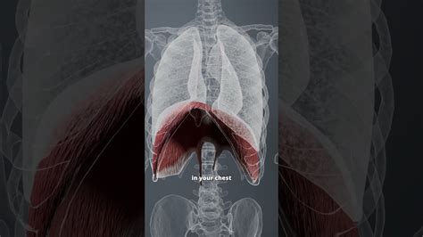 Microscope Diaphragm Guide When And Why You Must Adjust It Sciencestream Blog