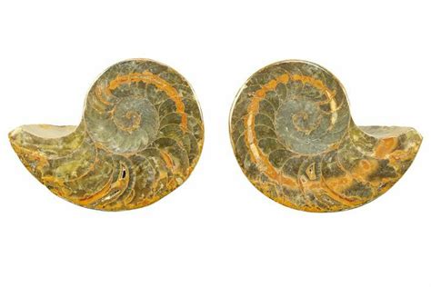 3 95 Jurassic Cut And Polished Nautilus Cymatoceras Fossil Madagascar 282722 For Sale