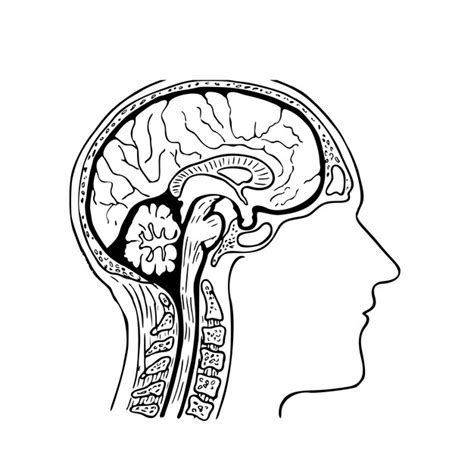 Anatomie Hersenen Tekening Afbeeldingen Gratis Downloaden Op Freepik