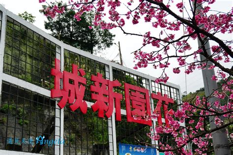 烏來賞櫻 屈尺櫻花街與花園新城櫻花開好了~ 遇見天使~angela