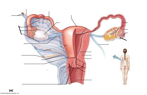 Biol 244l Female Reproductive System 2 Diagram Quizlet
