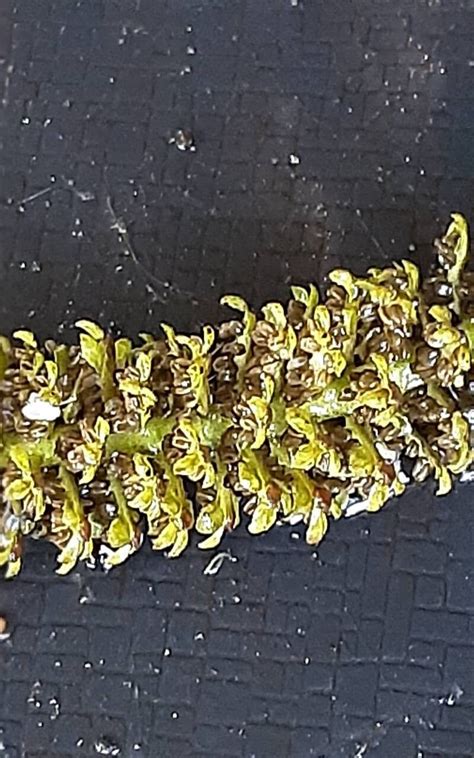 How To Grow Pterocarya Fraxinifolia Earthone