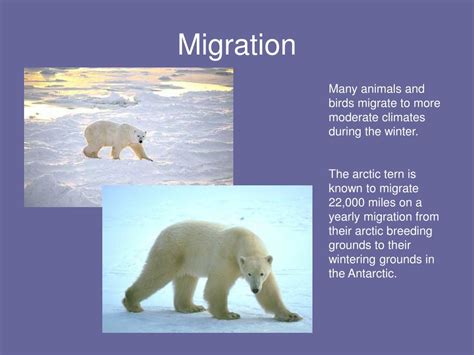 Ppt Polar Bear Adaptations Powerpoint Presentation Free Download