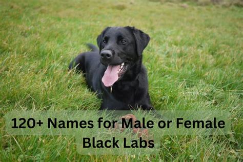 Black Labrador Retriever