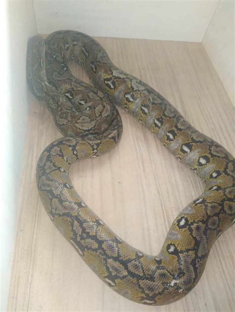 reticulated python captured inside compound of doh 7 in cebu