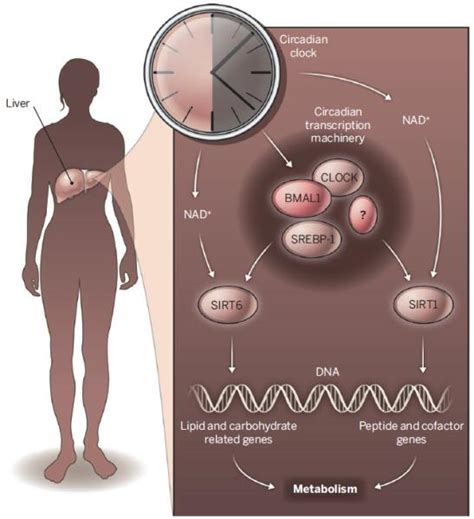 Partitioning The Circadian Clock Sirtuin Proteins Divide Control Of