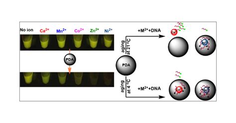 Transition Metal Mediated Dna Adsorption On Polydopamine Nanoparticles