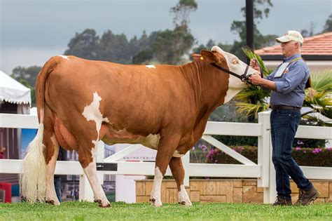 Show Cows Like A Champion Step By Step Tips For Success Livestockshowspecs
