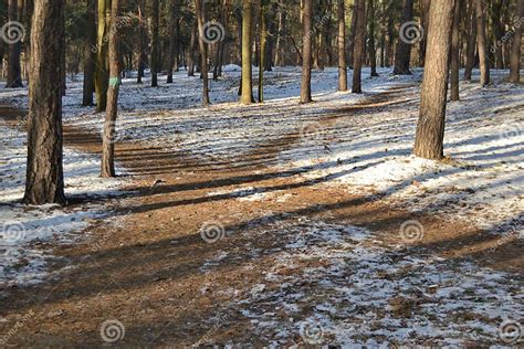 Intersecting Paths In The Thicket Of The Winter Forest Stock Image