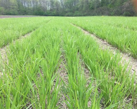 Rc Tecumseh Switchgrass Albert Lea Seed