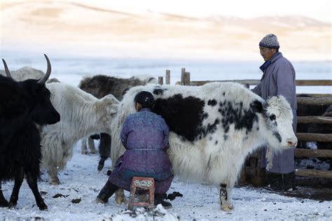 АПУ Дэйри Монгол Өндөр шимт сарлагийн сүүн бүтээгдэхүүн хэрэглэгчдэдээ хүргэнэ News Mn