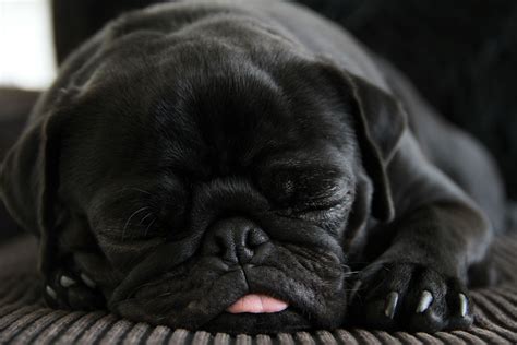 Sleeping Black Pug On Couch