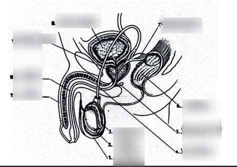 Reproductive Male System Labeling Diagram Quizlet