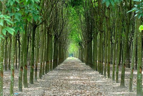 Forest Adventure Diagram Quizlet