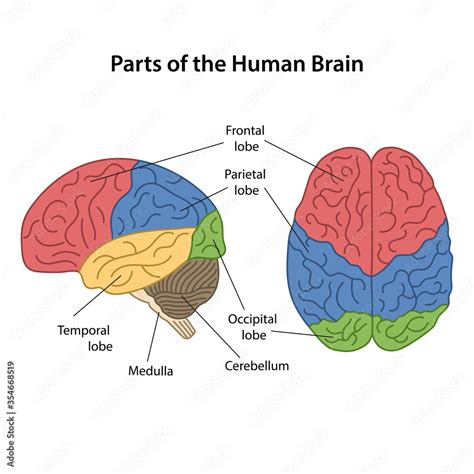 Main Areas Of The Cerebral Cortex With Labeled Lateral View And From Above View Color Diagram