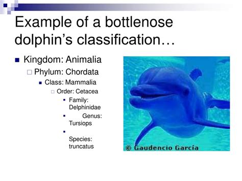 Which Classification Group Do Dolphins Belong To At Nina Roberts Blog